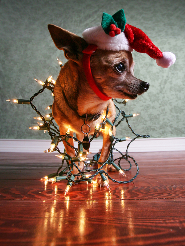 10 Cute Presents for Your Favourite Pet Lover - 29Secrets